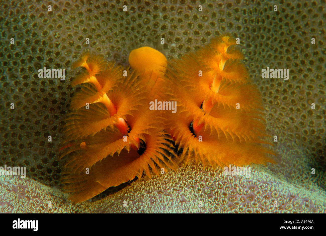 yellow tube worm in coral reef Spirobranchus giganteus Stock Photo - Alamy