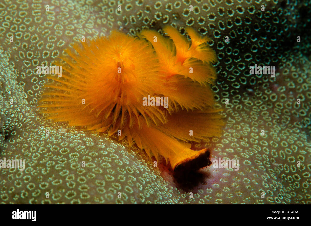 yellow tube worm in coral reef Spirobranchus giganteus Stock Photo - Alamy