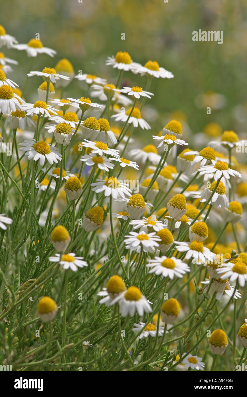 Mayweed flowers hi-res stock photography and images - Alamy