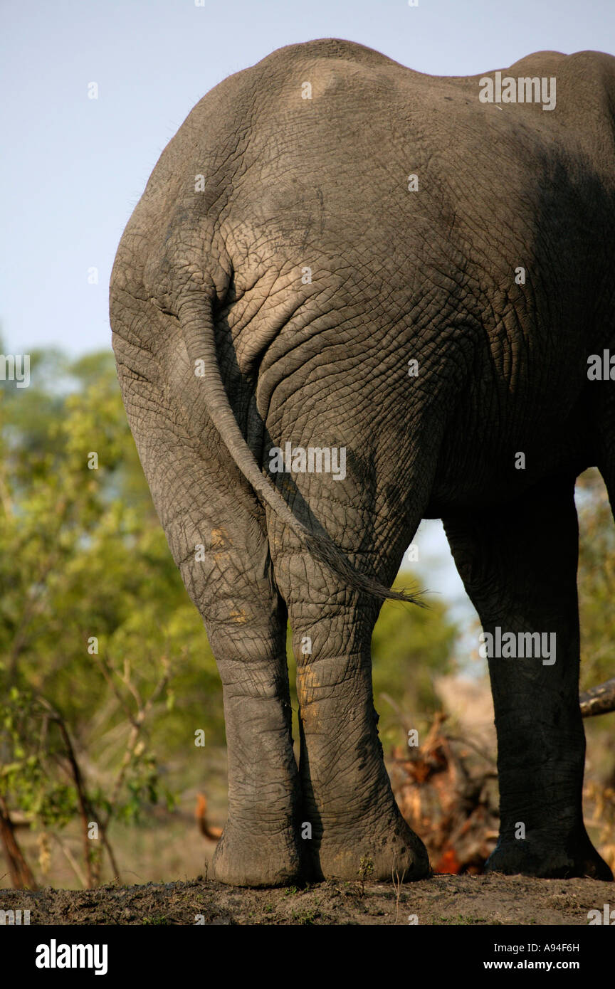 Elephant rear view Sabi Sand Game Reserve Mpumalanga South Africa Stock ...