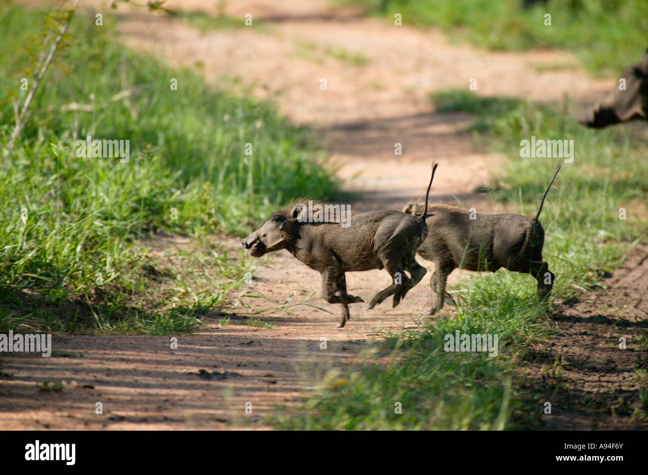 Warthog pair running across a dust road their tails characteristically ...