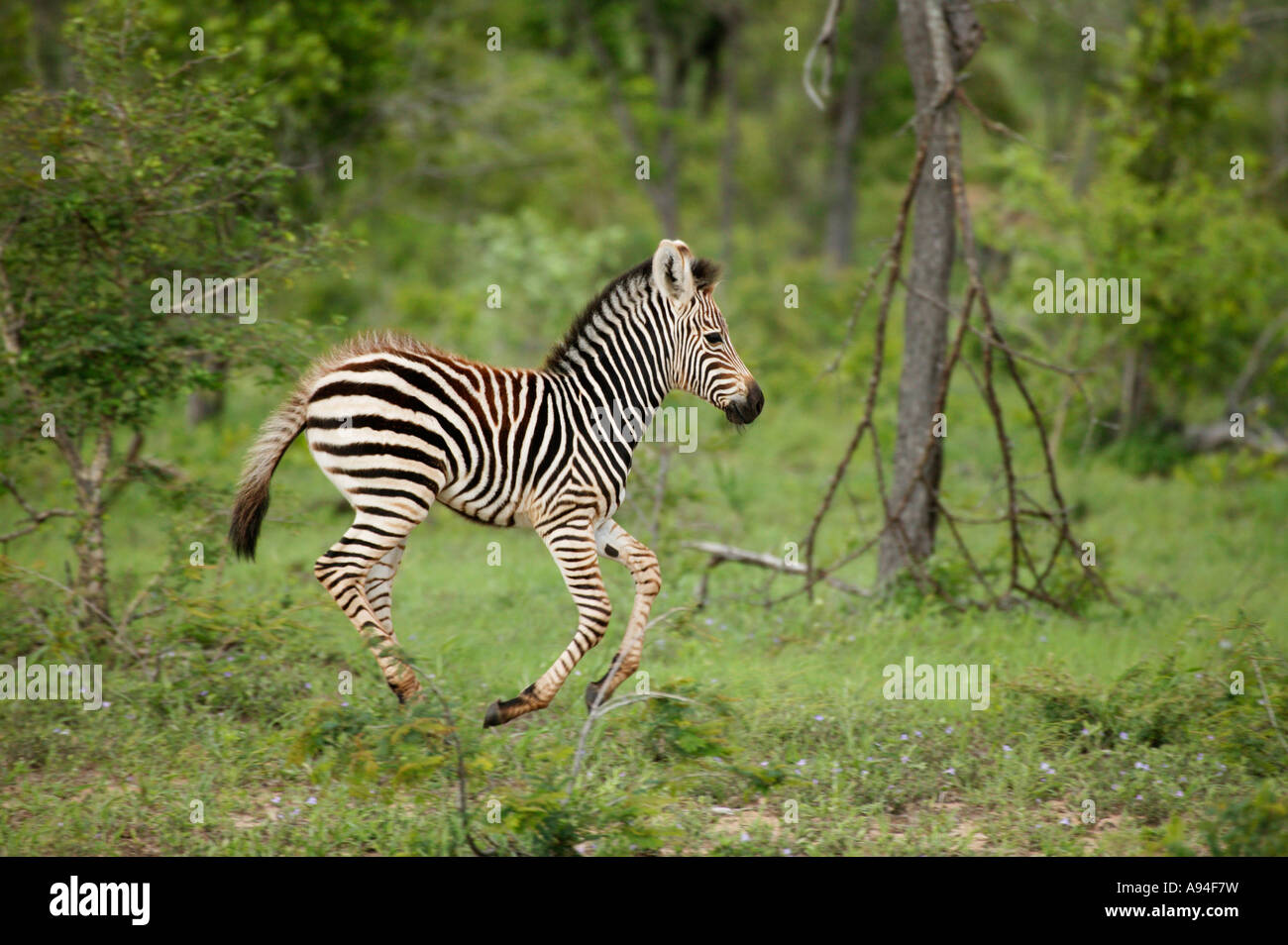 Zebra foal cantering through wooded area Sabi Sand Game Reserve ...