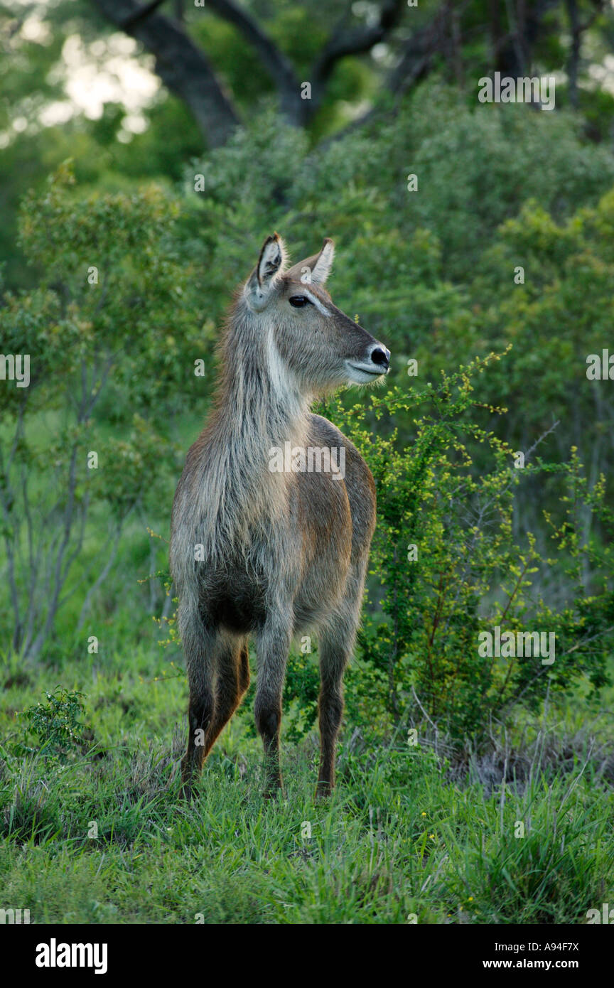 Waterbuck ewe standing in lush green area Sabi Sand Game Reserve ...