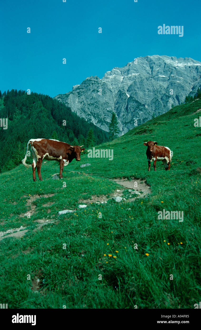 Pinzgauer cow hi-res stock photography and images - Alamy