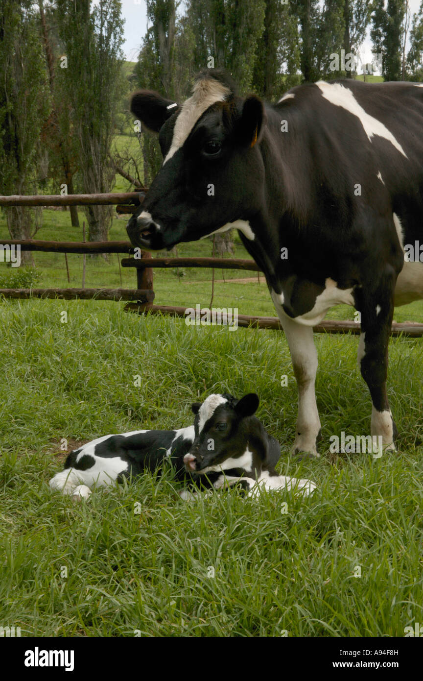 Friesland cow hi-res stock photography and images - Alamy