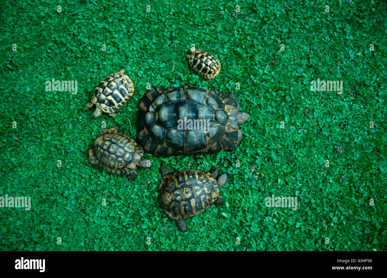 Tortoise Family High Resolution Stock Photography and Images - Alamy