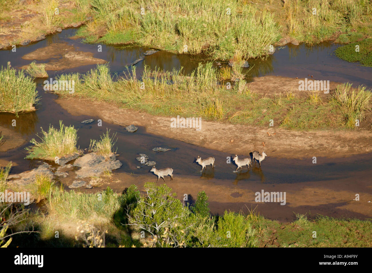 An aerial view of four waterbuck walking through shallow water off an ...