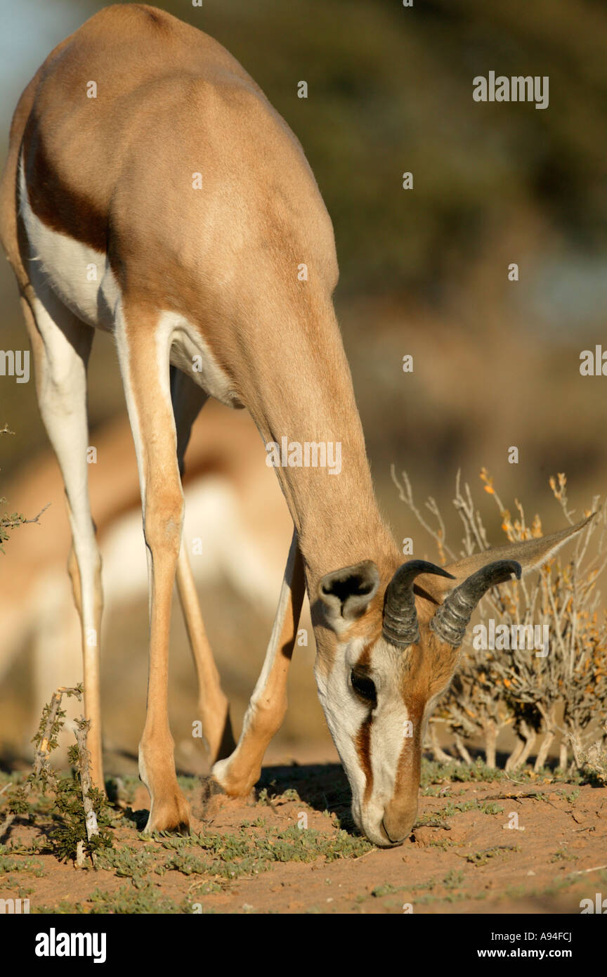 Young springbok ram grazing short grass Kgalagadi Transfrontier Park ...