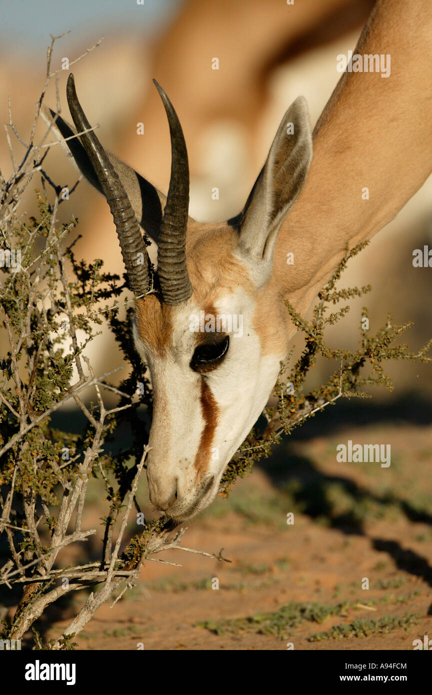 Portrait of a springbok ewe browsing a driedoring bush Kgalagadi ...