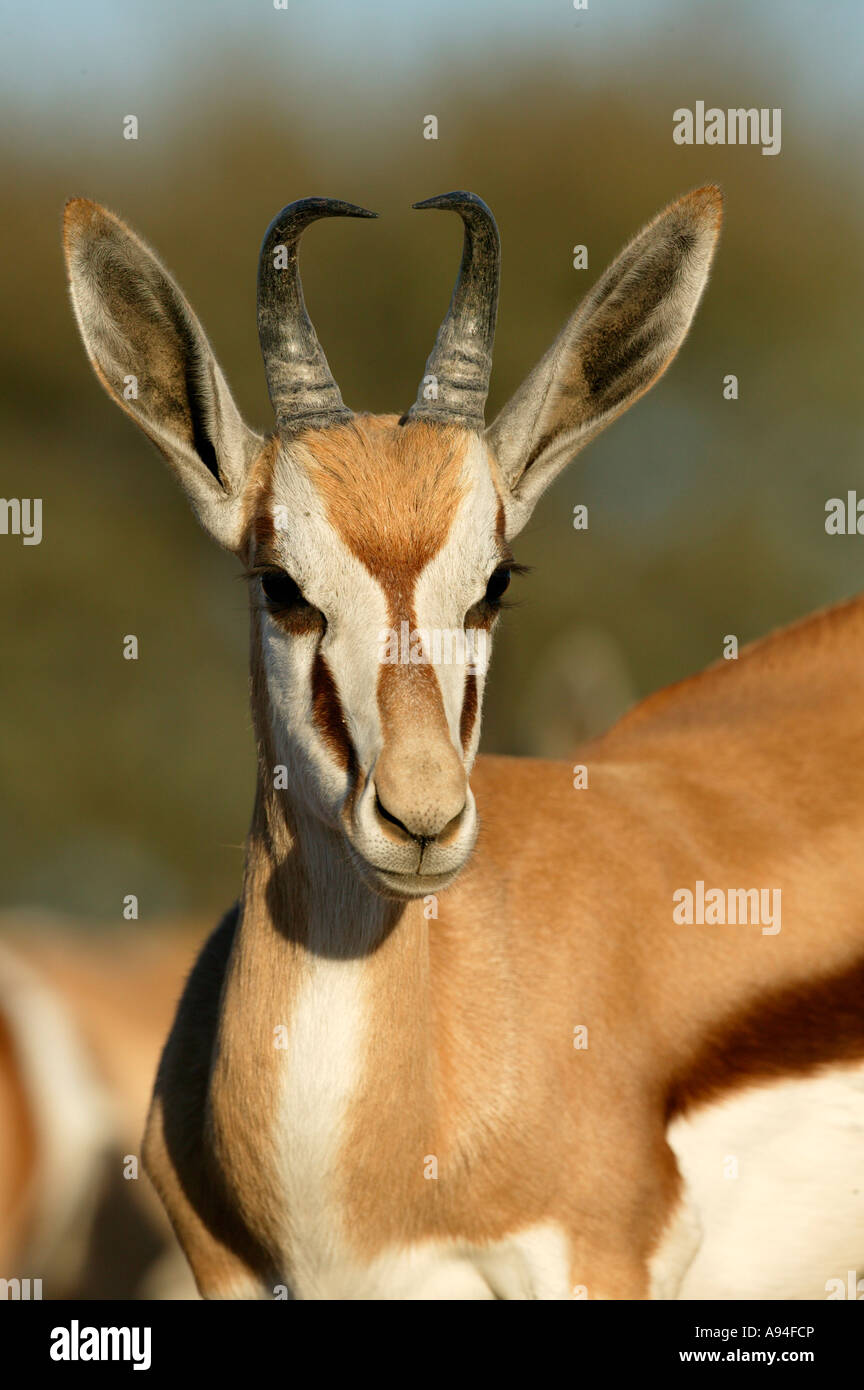 Portrait of a young springbok ram Kgalagadi Transfrontier Park Northern ...