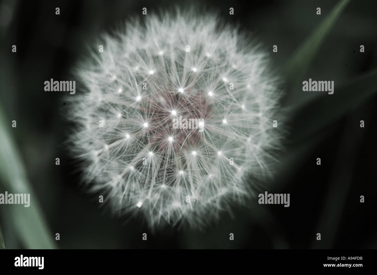Dandelion Geometry High Resolution Stock Photography and Images - Alamy