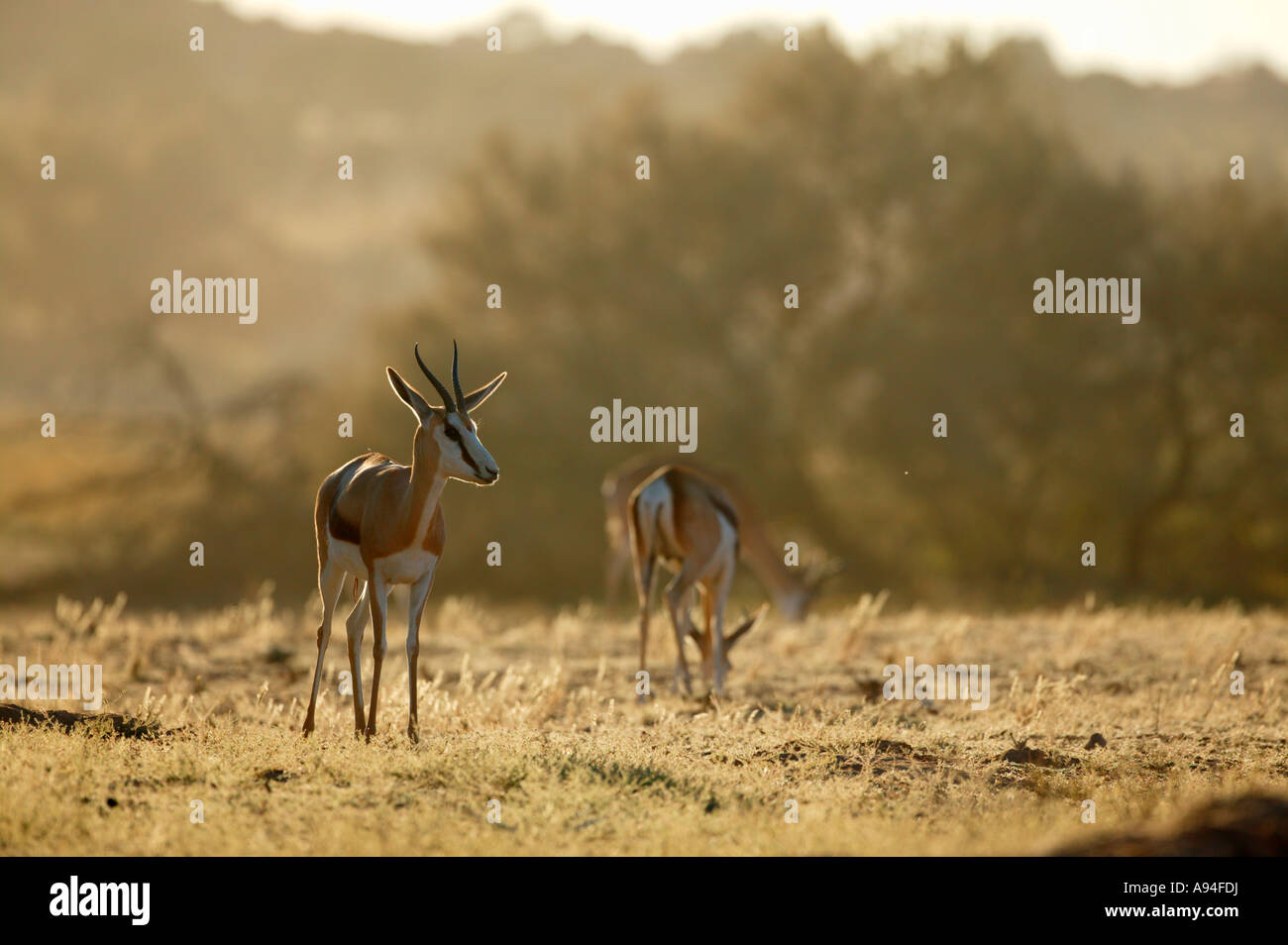 Springbok ewe hi-res stock photography and images - Alamy