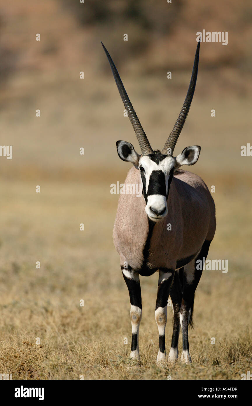 Oryx Head
