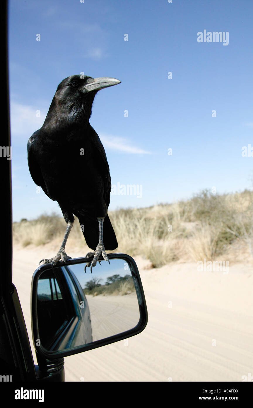 Black crow seated on a rearview mirror of a car in Kgalagadi ...