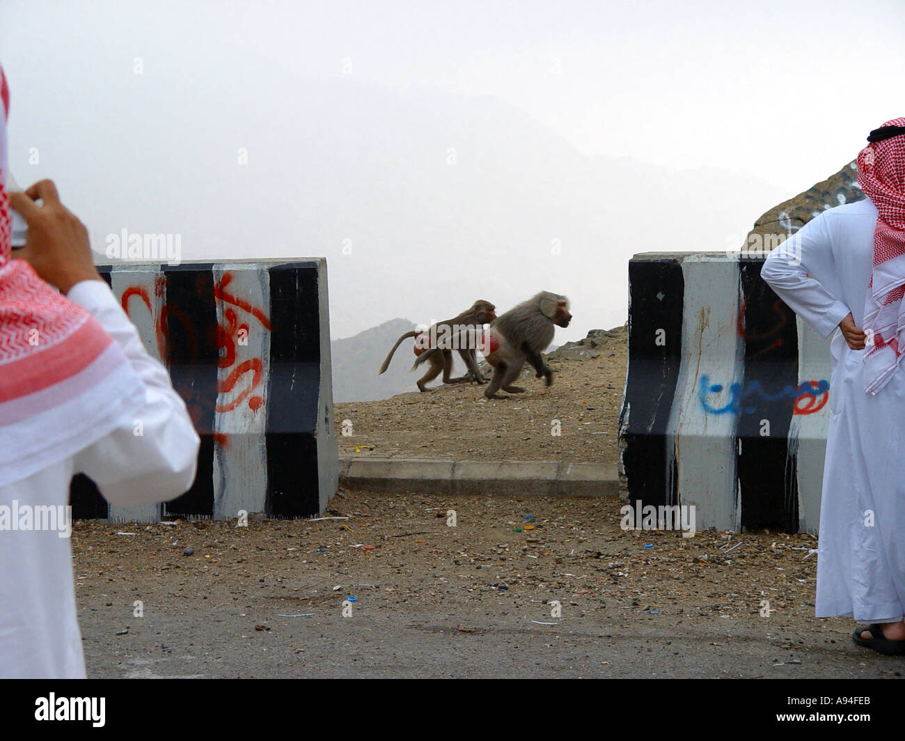 Baboons and people in Arabia Stock Photo - Alamy
