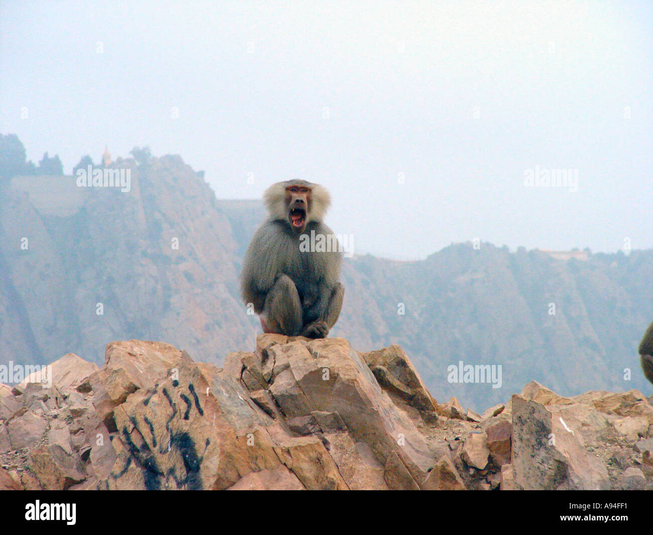 Sentinel monkey hi-res stock photography and images - Alamy