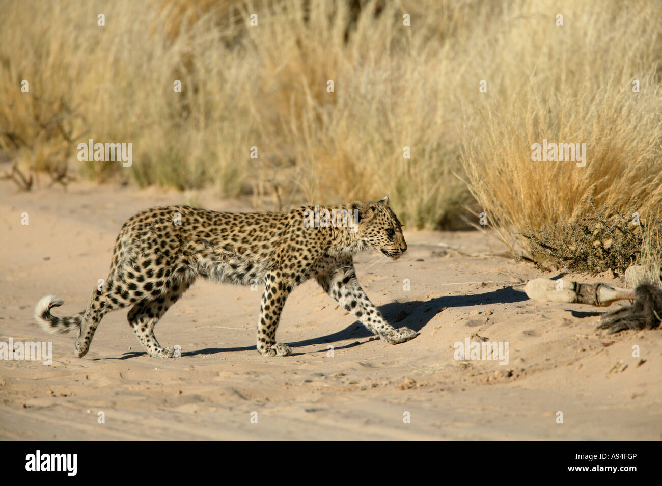 Hunter with ostrich killed hi-res stock photography and images - Alamy