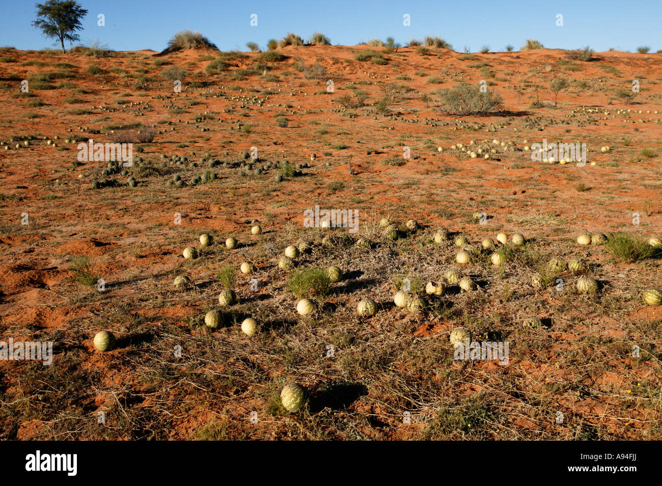 Tsama melons lying scattered around in the dunes in the Kalahari desert ...