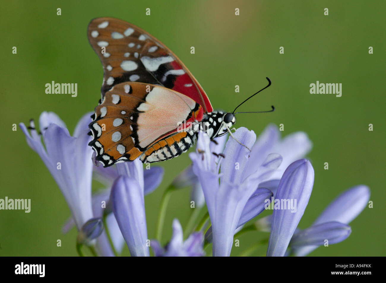 Angola white lady swordtail butterfly Graphium angolanus on flower ...