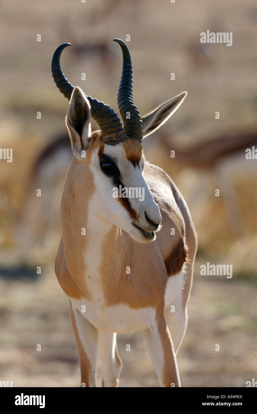 Portrait of a springbok ram Kgalagadi Transfrontier Park Northern Cape ...
