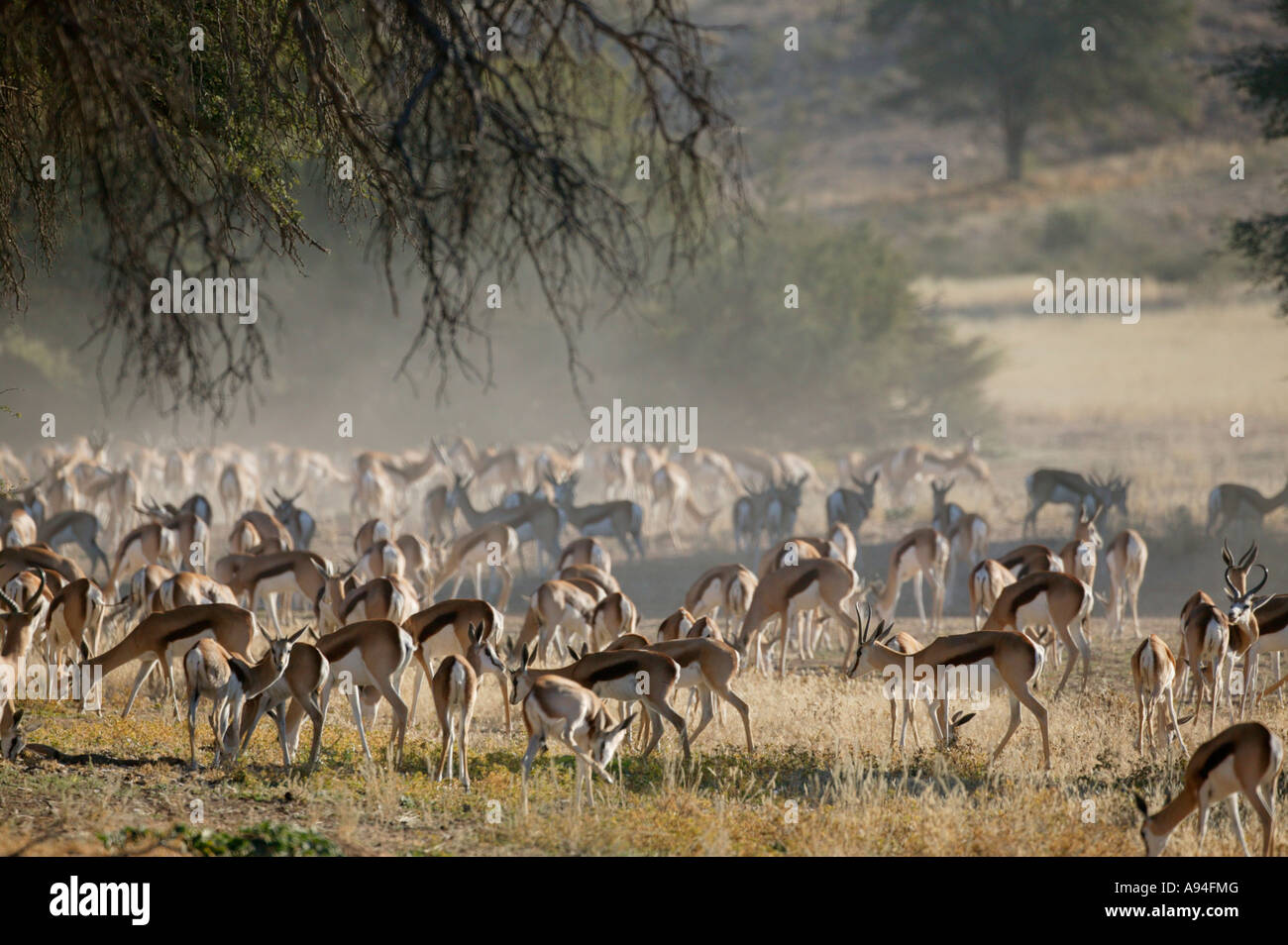 A large springbok herd grazing in the Auob river bed Kgalagadi ...