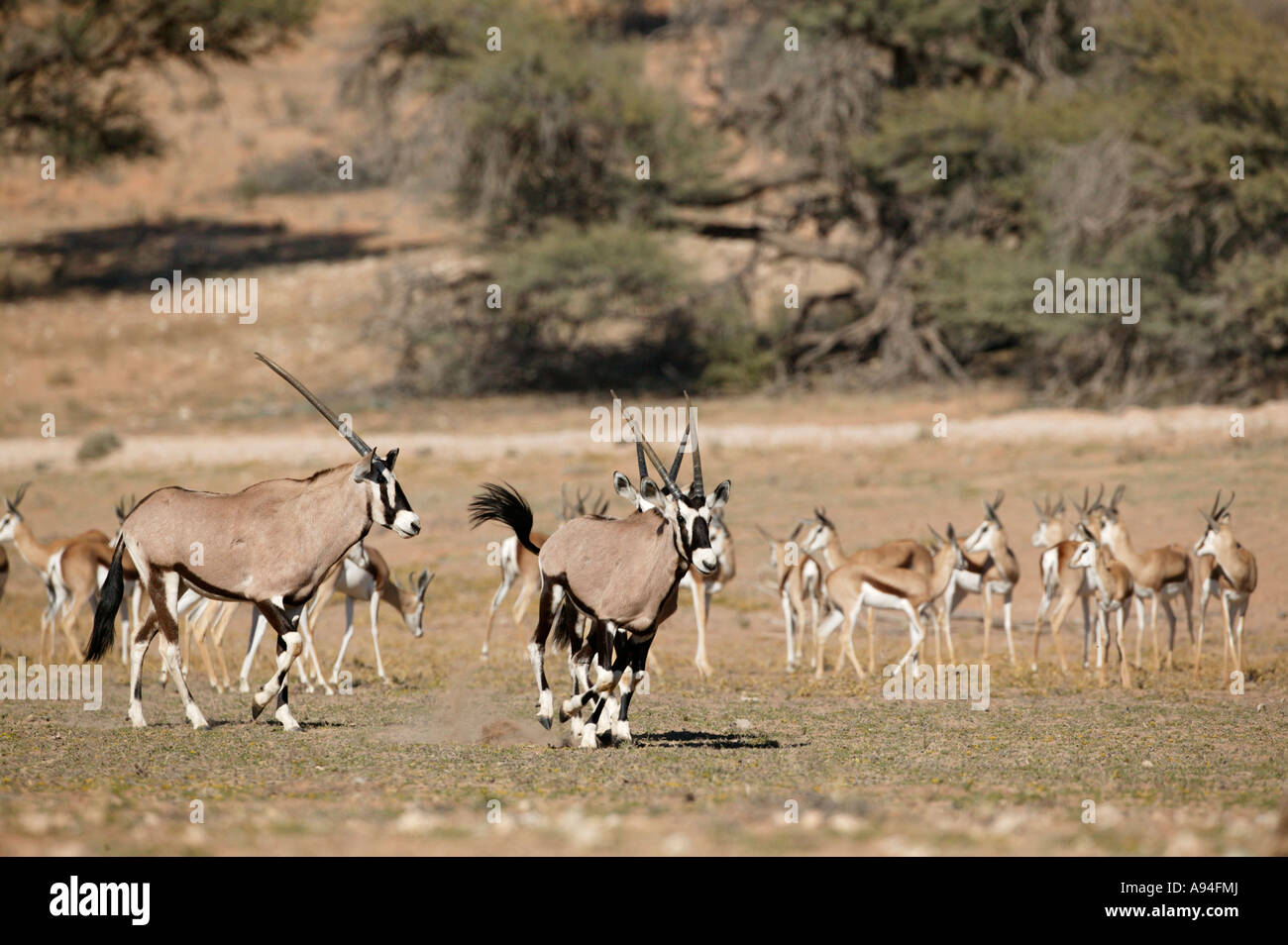 Springbok in hi-res stock photography and images - Alamy