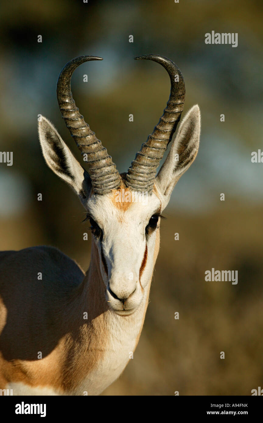 Springbok Ram High Resolution Stock Photography and Images - Alamy