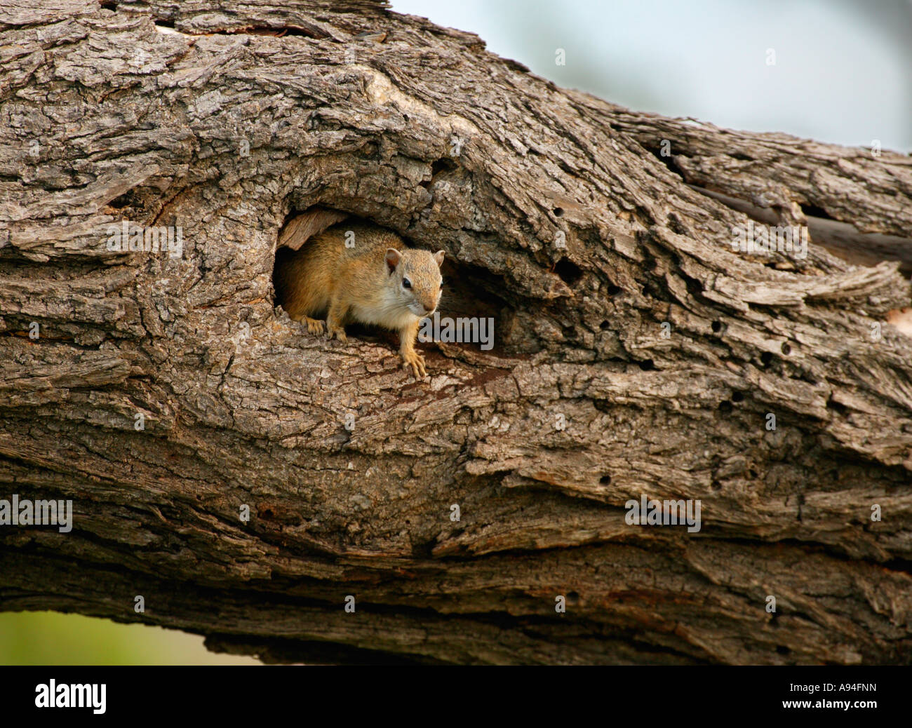 Tree trunk hole squirrel hi-res stock photography and images - Alamy