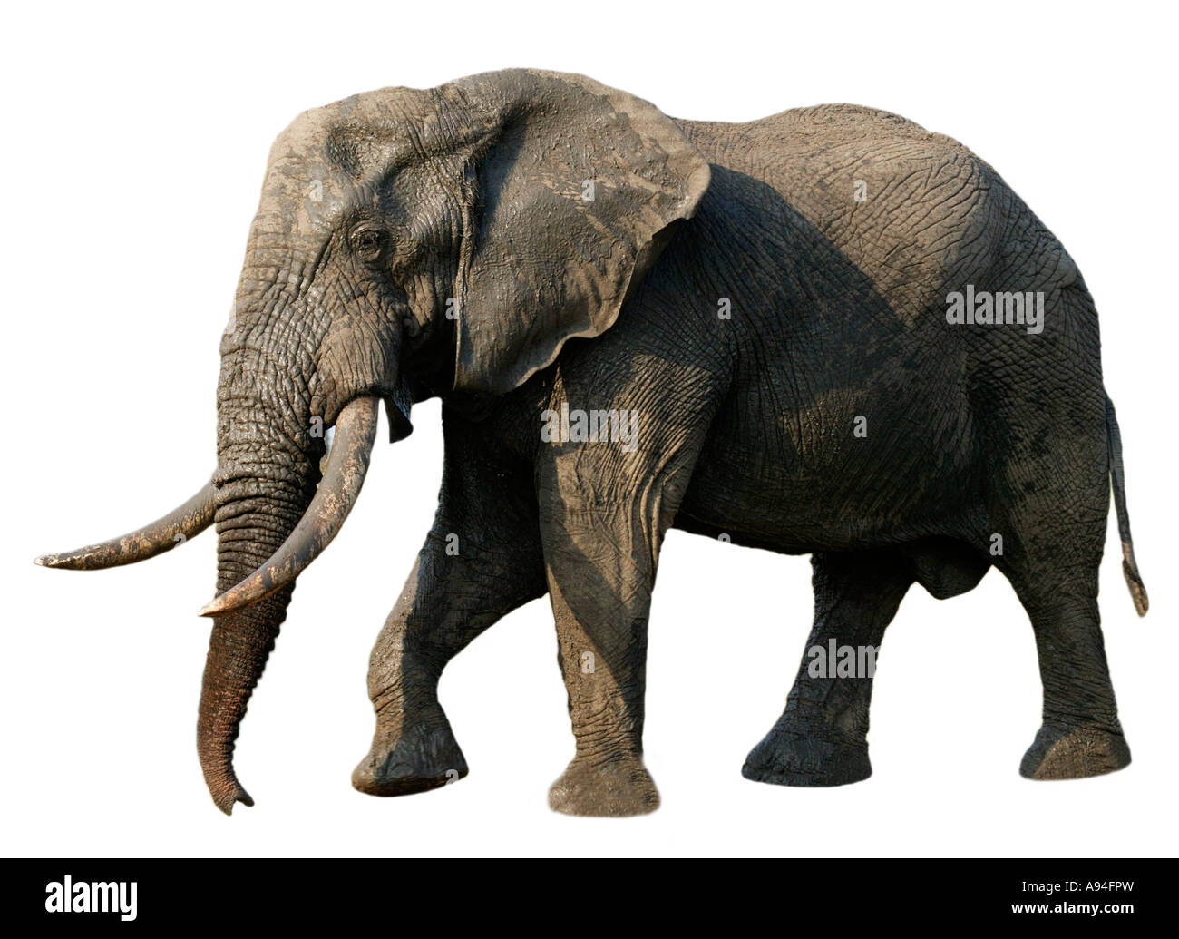Strong tusker elephant Cut Out Stock Images & Pictures - Alamy