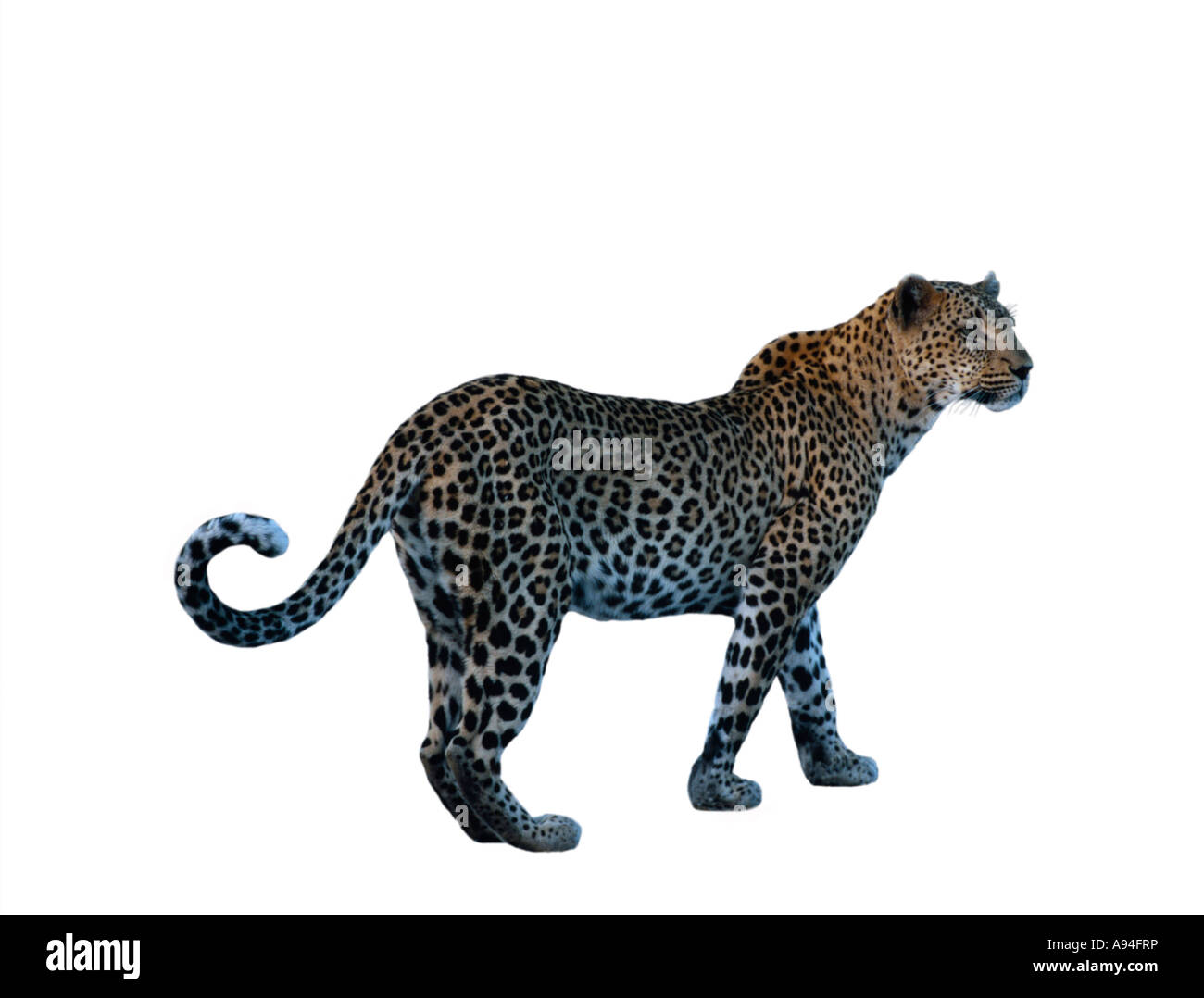 An adult female leopard in profile Sabi Sand Game Reserve Mpumalanga ...