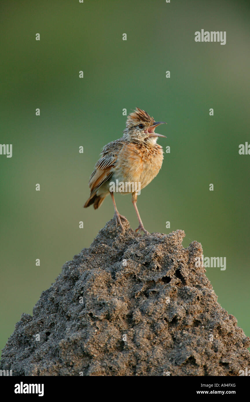 Singing lark hi-res stock photography and images - Alamy