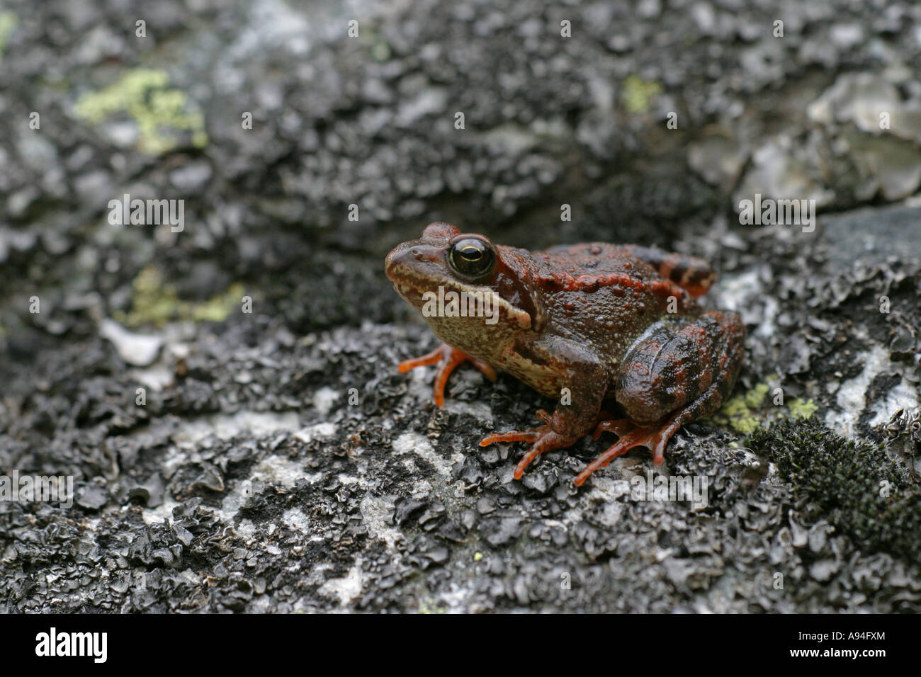 Common Frog , Rana temporaria Stock Photo - Alamy