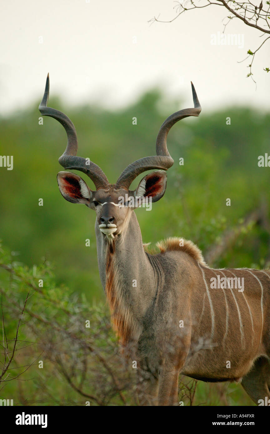 Kudu with horns hi-res stock photography and images - Alamy