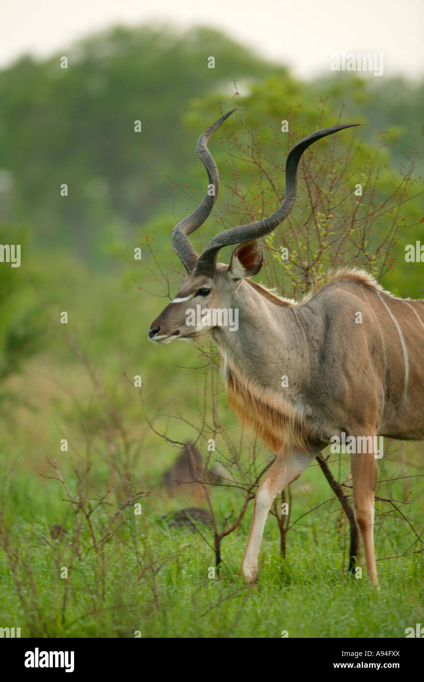 Kudu bull with impressive horns in lush surrounds Sabi Sand Game ...
