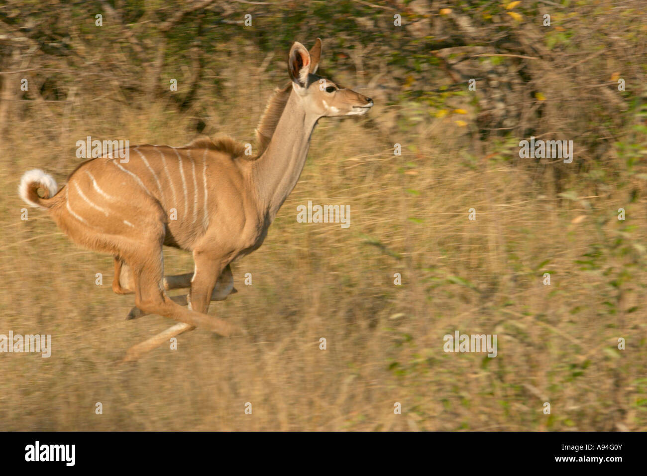 Kudu running hi-res stock photography and images - Alamy