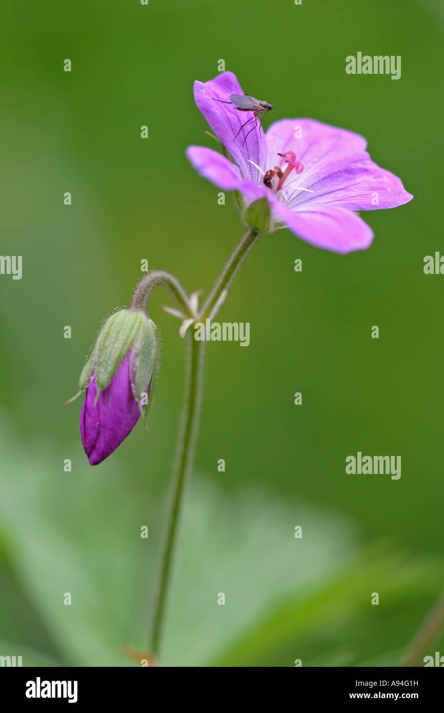 Geranium asphodeloides, Cranesbill, Bulgaria Stock Photo - Alamy
