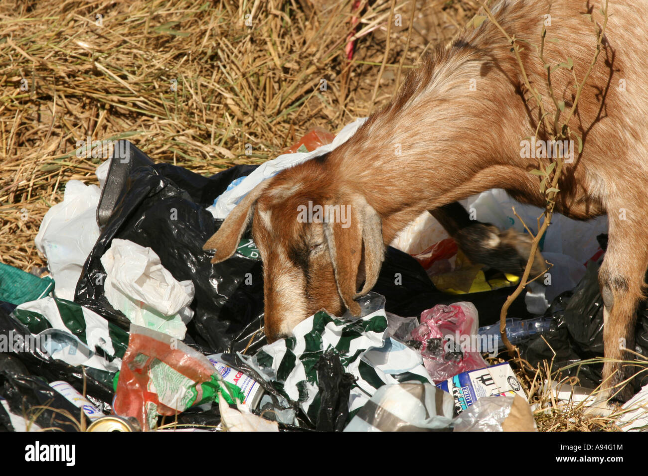 Goats eating garbage along the road in Mogoditshane Gaborone a common ...
