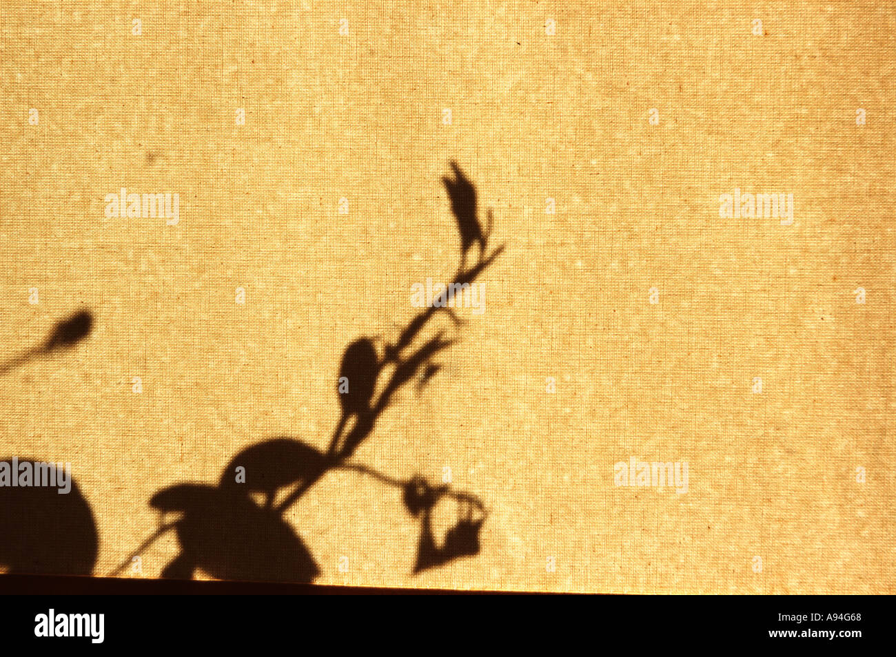 Leaf pattern curtains hi-res stock photography and images - Alamy