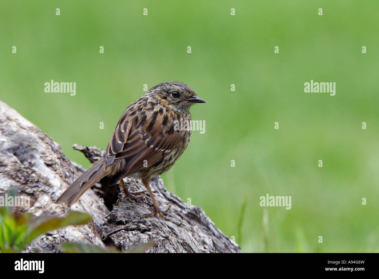 Dunnock Prunella modularis sat on log looking around with nice out of ...