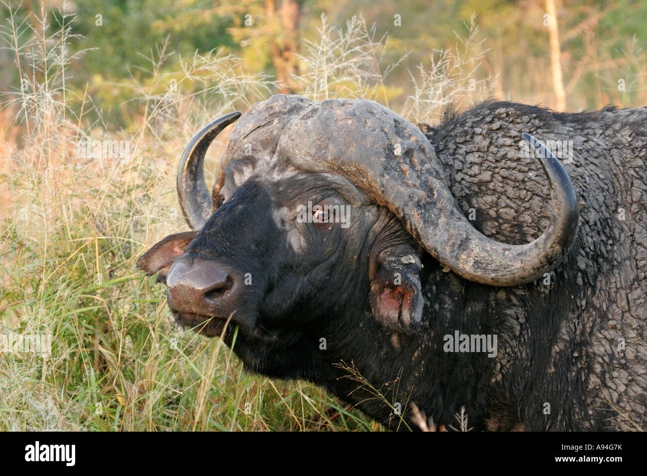 Portrait of a male buffalo with a muddy back Nkhoro Sabi Sand Game ...