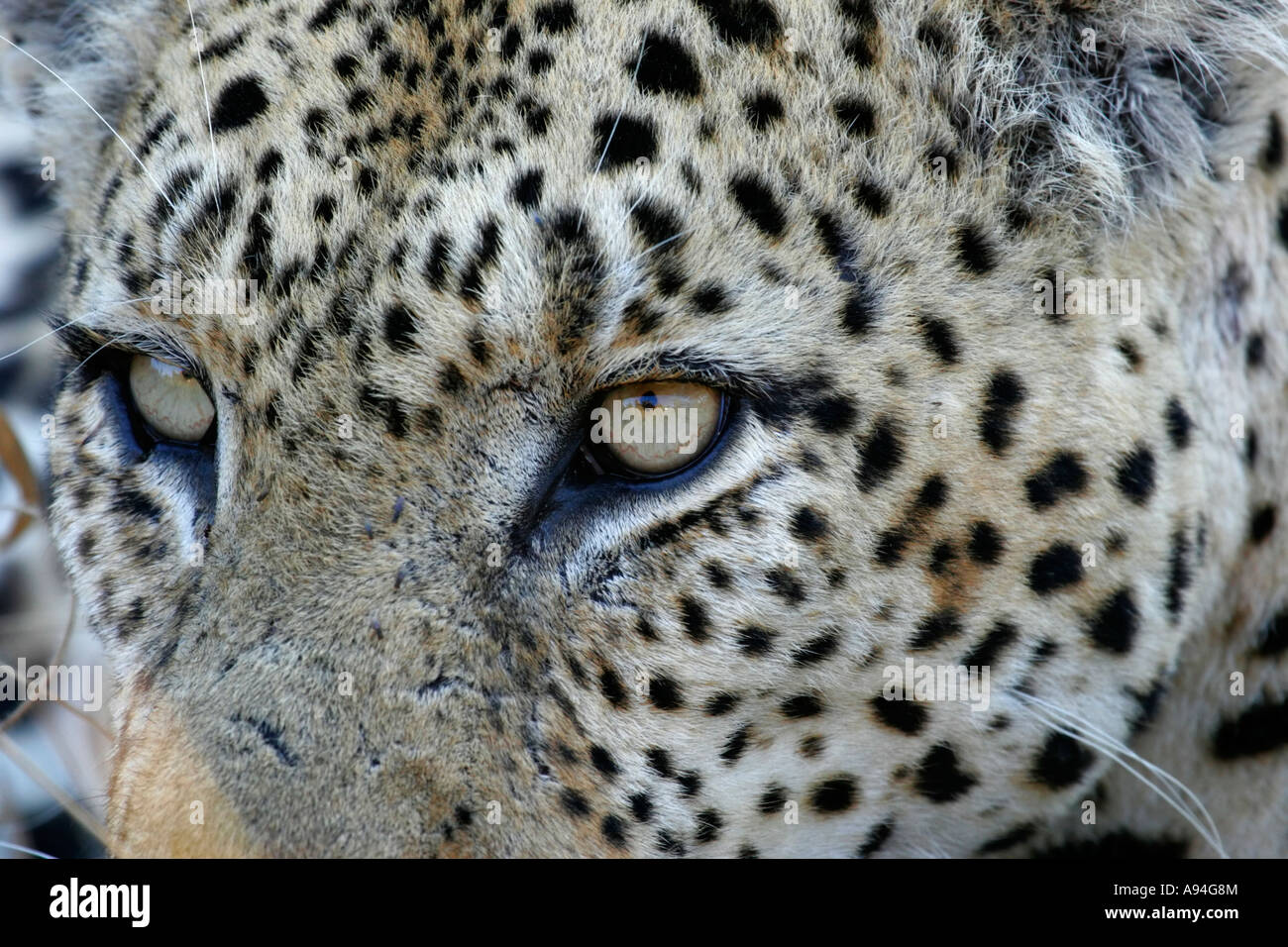 Close up photo of a leopards eye and face showing the definition in the ...