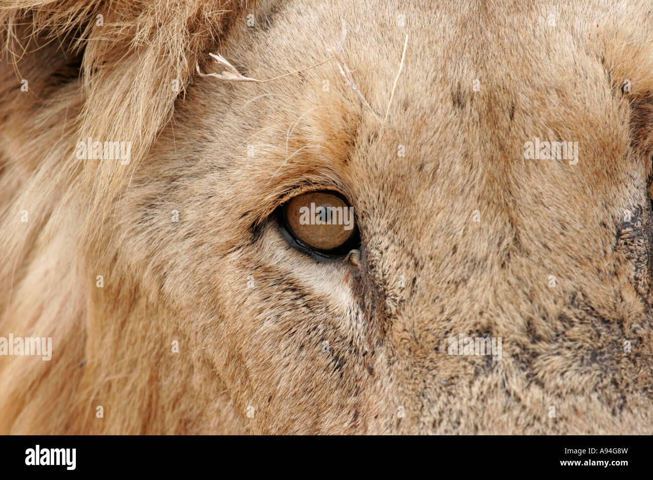Close up photo of a lion eye and face showing the definition in the ...