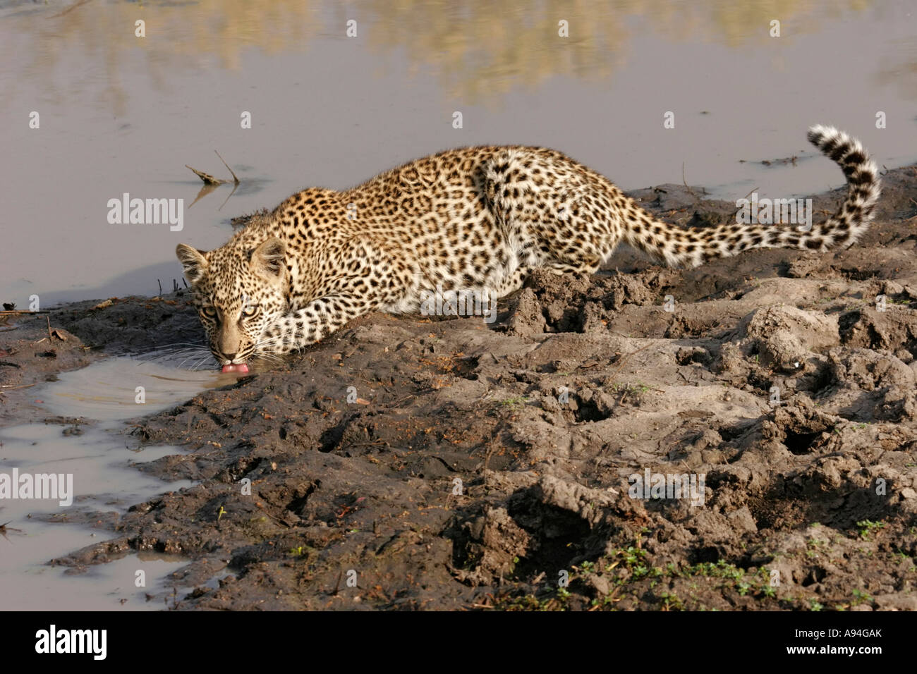 Juvenile leopard drinking water at a waterhole Nkhoro Sabi Sand Game ...