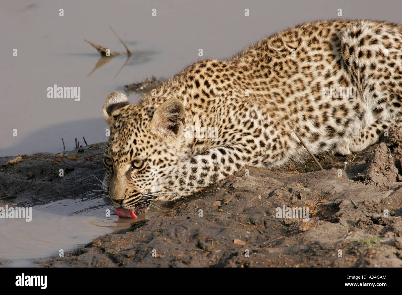 Portrait of a juvenile leopard drinking water at a waterhole Nkhoro ...
