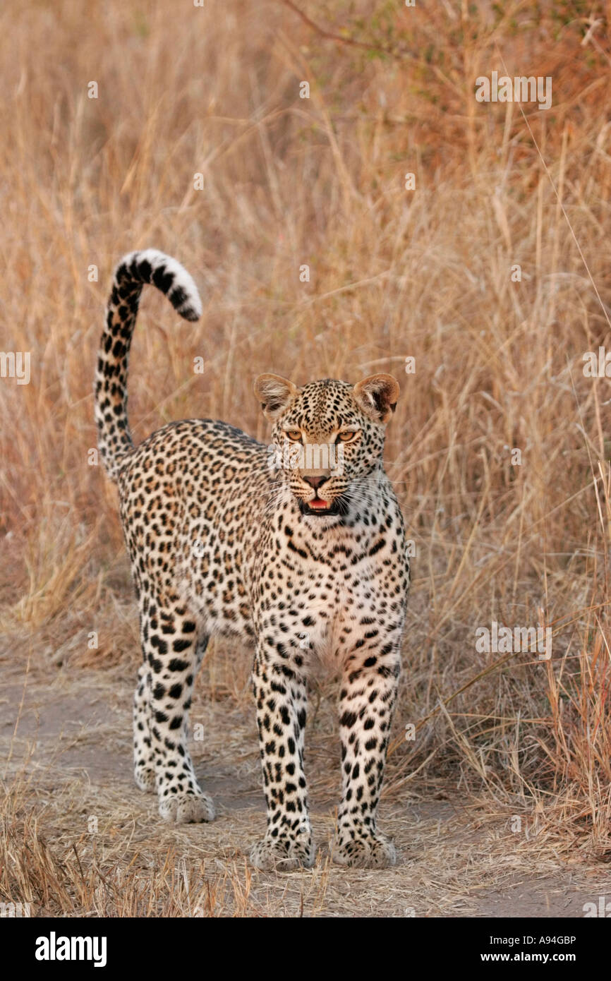 Tail raised hi-res stock photography and images - Alamy