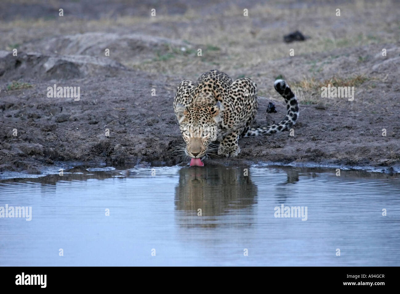 Leopard drinking at a bushveld waterhole at dusk Nkhoro Sabi Sand Game ...