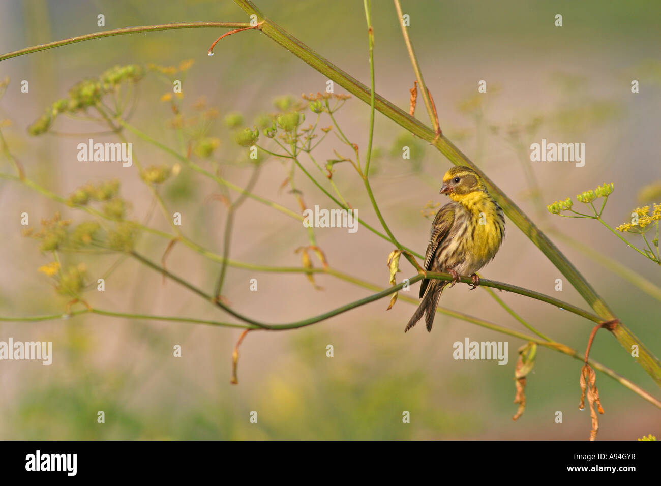 SERIN Serinus sernius Stock Photo - Alamy