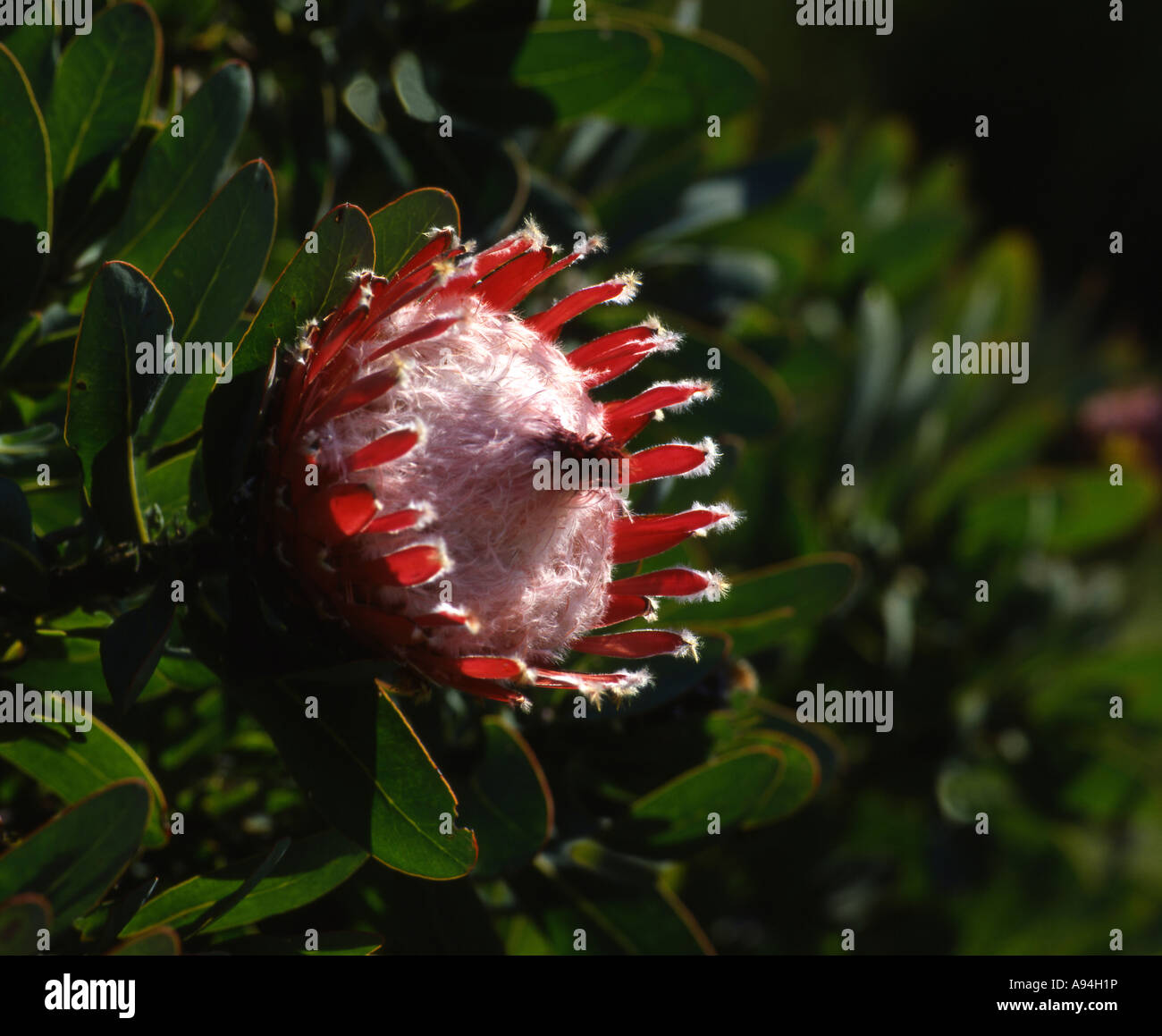 Protea Barbigera Black bearded Protea Helderberg Nature Reserve Western ...