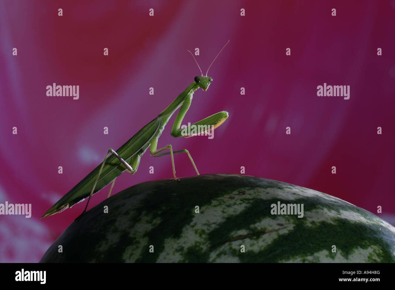 Praying Mantis Mantis Religiosa Stock Photo - Alamy