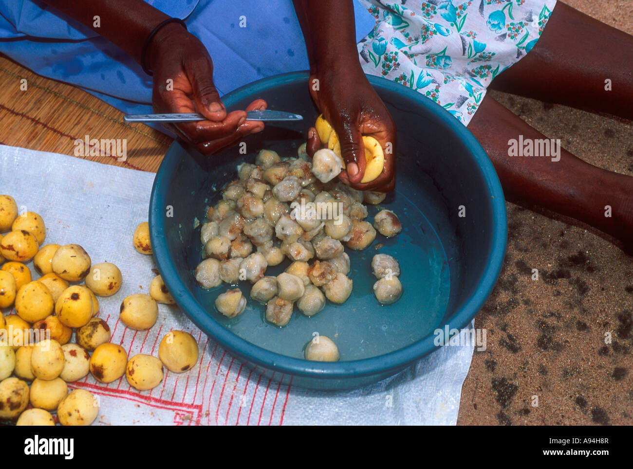 Peeling marula berries Sclerocarya birrea for beer making in ...